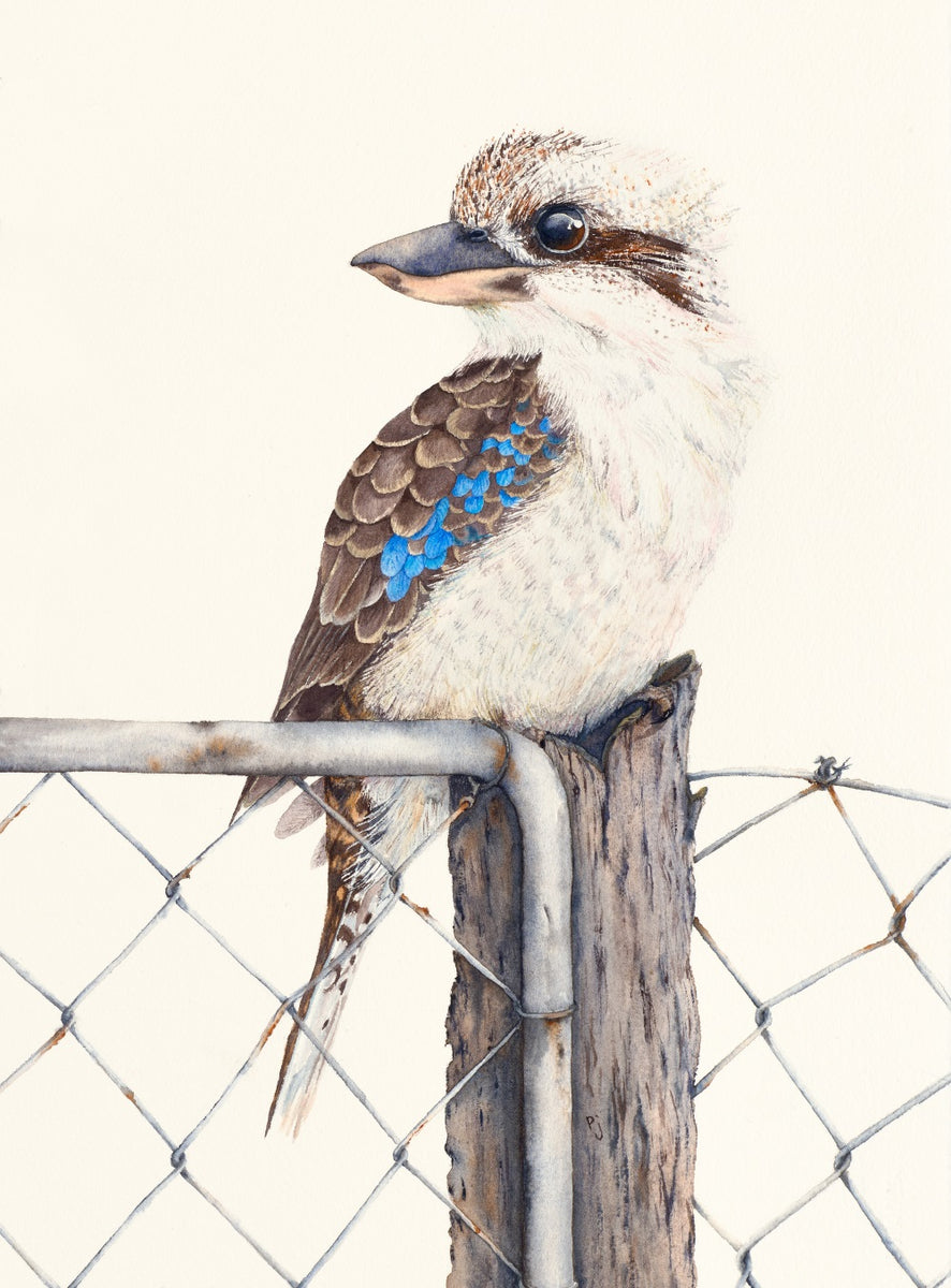 Sitting on the Fence - A print of a watercolour painting of a Kookabur ...