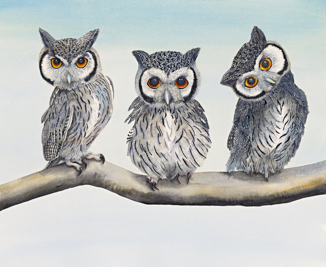 White Faced Scops Owls II – PJ Paintings